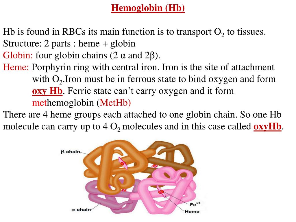 PPT - Hemoglobin ( Hb ) Hb is found in RBCs its main function is to ...
