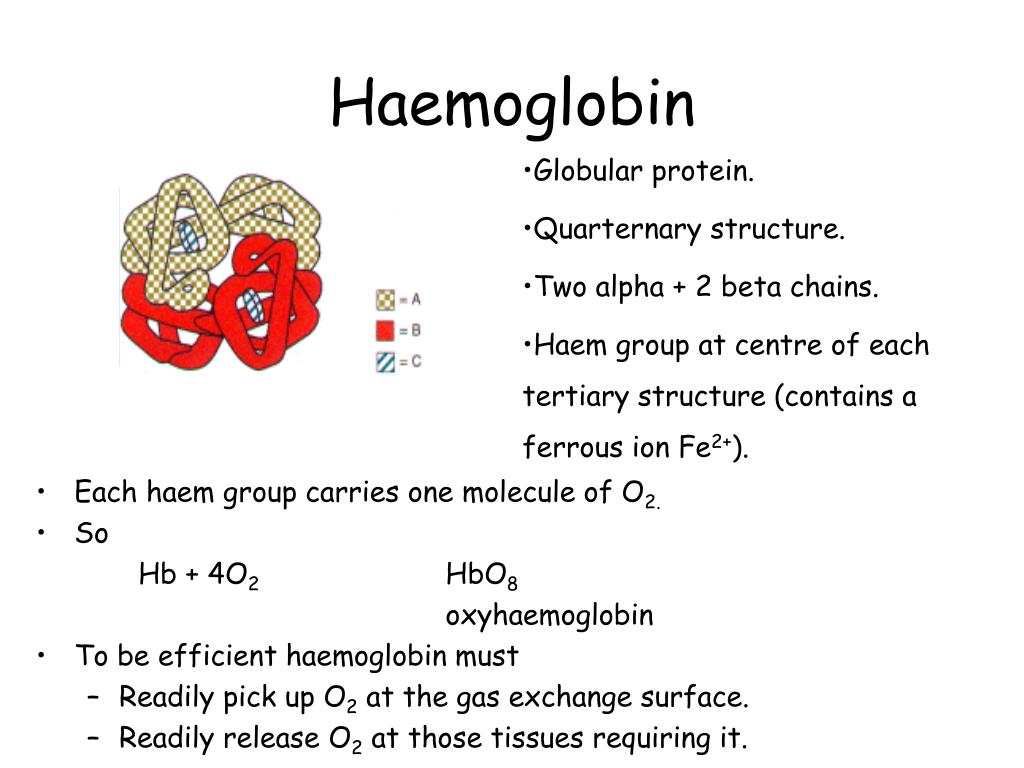 PPT - One blood cell contains about 280 million molecules of ...