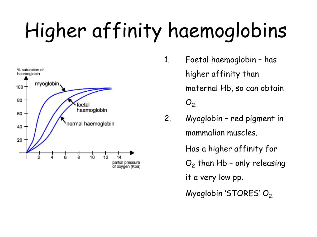 PPT - One blood cell contains about 280 million molecules of ...