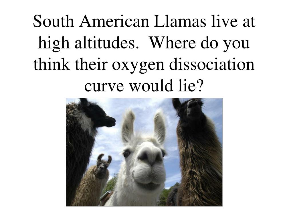 PPT - One blood cell contains about 280 million molecules of ...