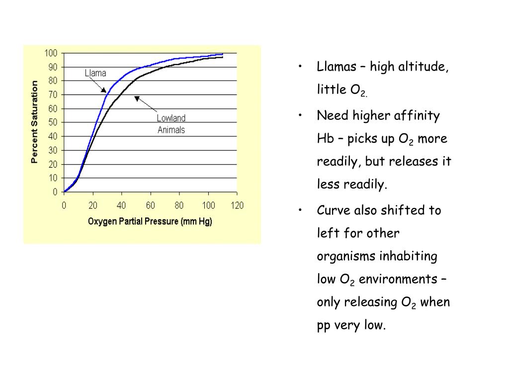PPT - One blood cell contains about 280 million molecules of ...