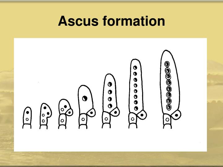 PPT - Phylum:ascomycota PowerPoint Presentation - ID:3203064