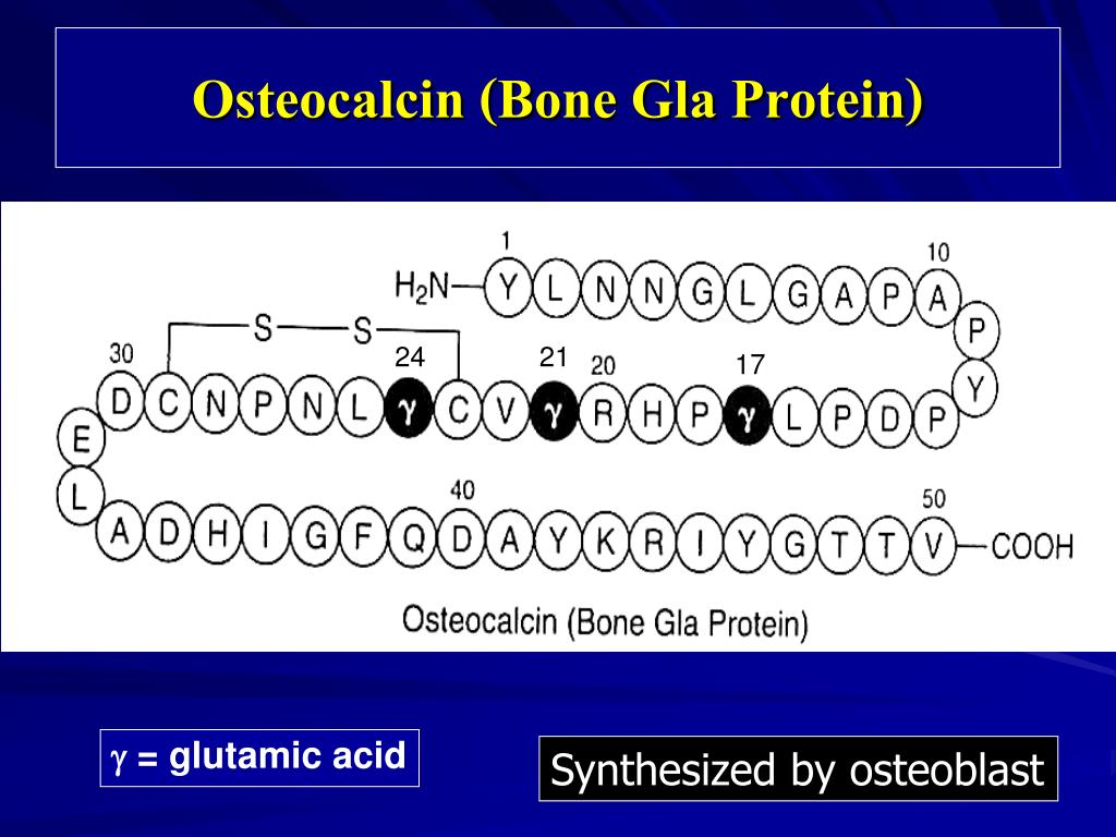 PPT - Clinical Application of Vitamin K2 in Osteoporosis PowerPoint ...