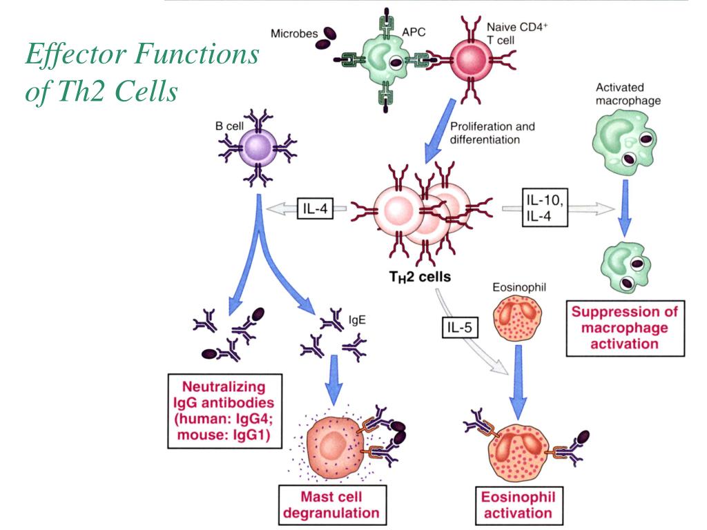 PPT - Advanced Immunology Th Cell Subsets and Cytokines PowerPoint ... PPT - Advanced Immunology Th Cell Subsets and Cytokines PowerPoint ...