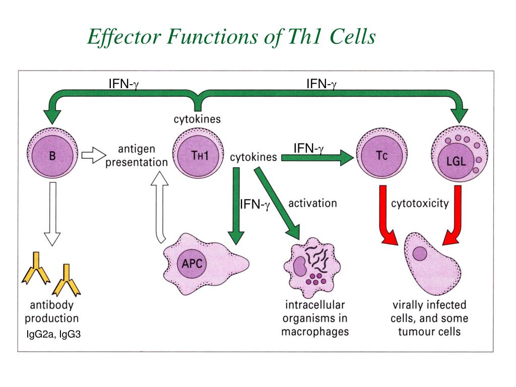 PPT - Advanced Immunology Th Cell Subsets and Cytokines PowerPoint ... PPT - Advanced Immunology Th Cell Subsets and Cytokines PowerPoint ...
