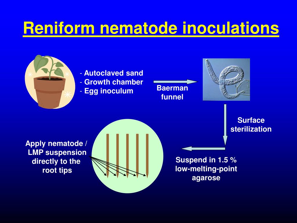 PPT - Root-Knot and Reniform Nematode Infection of Cotton Hairy Roots ...