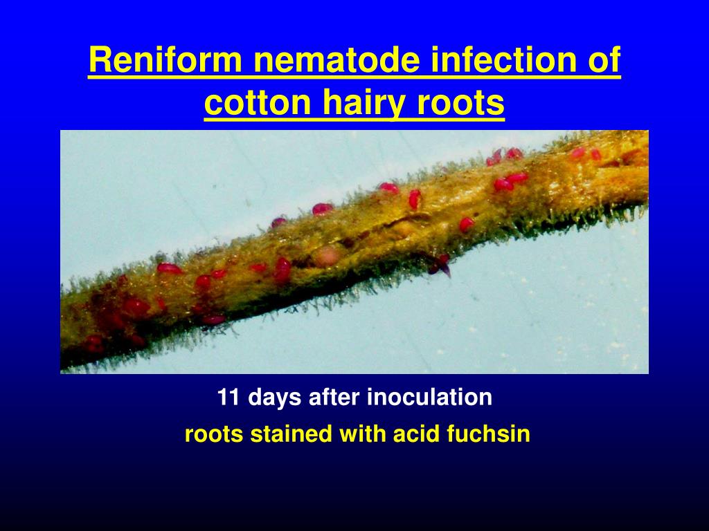 PPT - Root-Knot and Reniform Nematode Infection of Cotton Hairy Roots ...