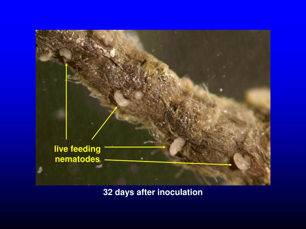 PPT - Root-Knot and Reniform Nematode Infection of Cotton Hairy Roots ...