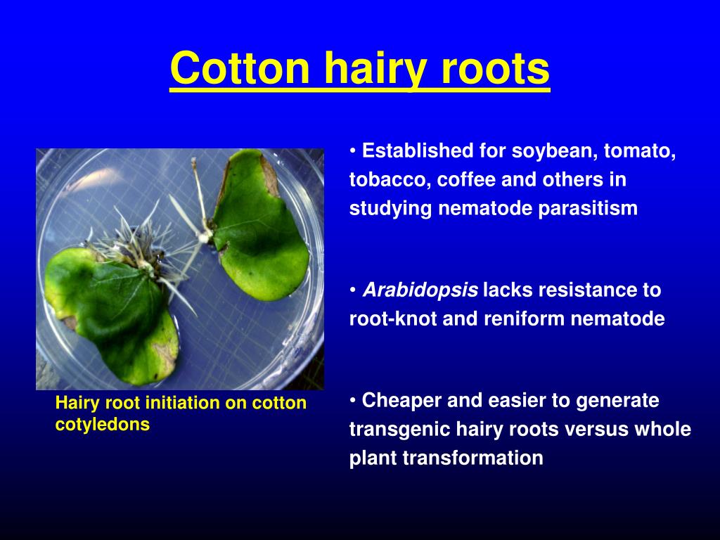 PPT - Root-Knot and Reniform Nematode Infection of Cotton Hairy Roots ...