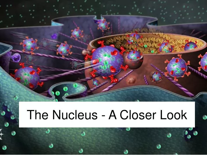 PPT - The Nucleus - A Closer Look PowerPoint Presentation, free ...