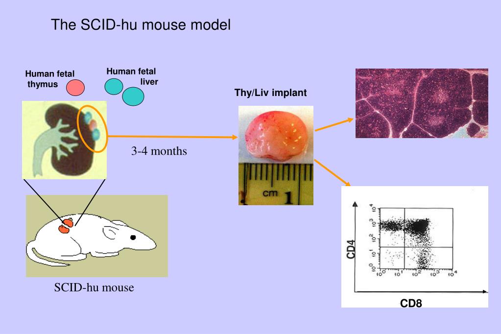 PPT - HIV Infection and Human Blood Cell Development PowerPoint ...