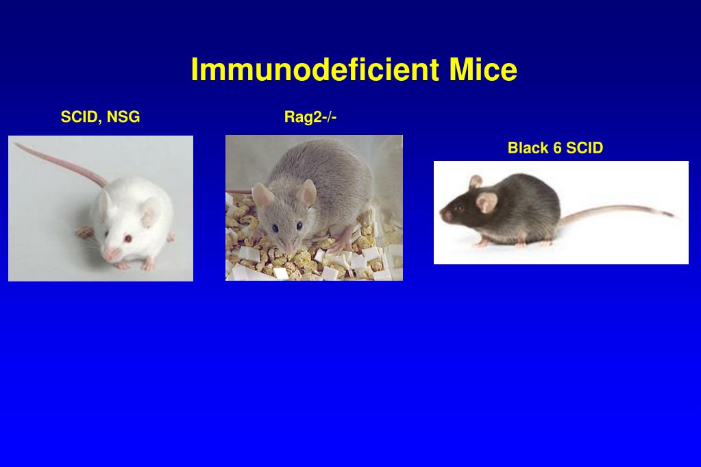 PPT - HIV Infection and Human Blood Cell Development PowerPoint ...