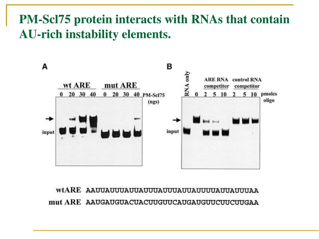 PPT - The mammalian exosome mediates the efficient degradation of mRNAs ...