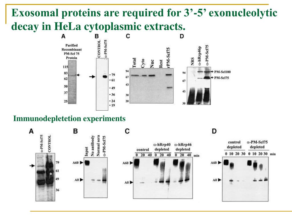 PPT - The mammalian exosome mediates the efficient degradation of mRNAs ...
