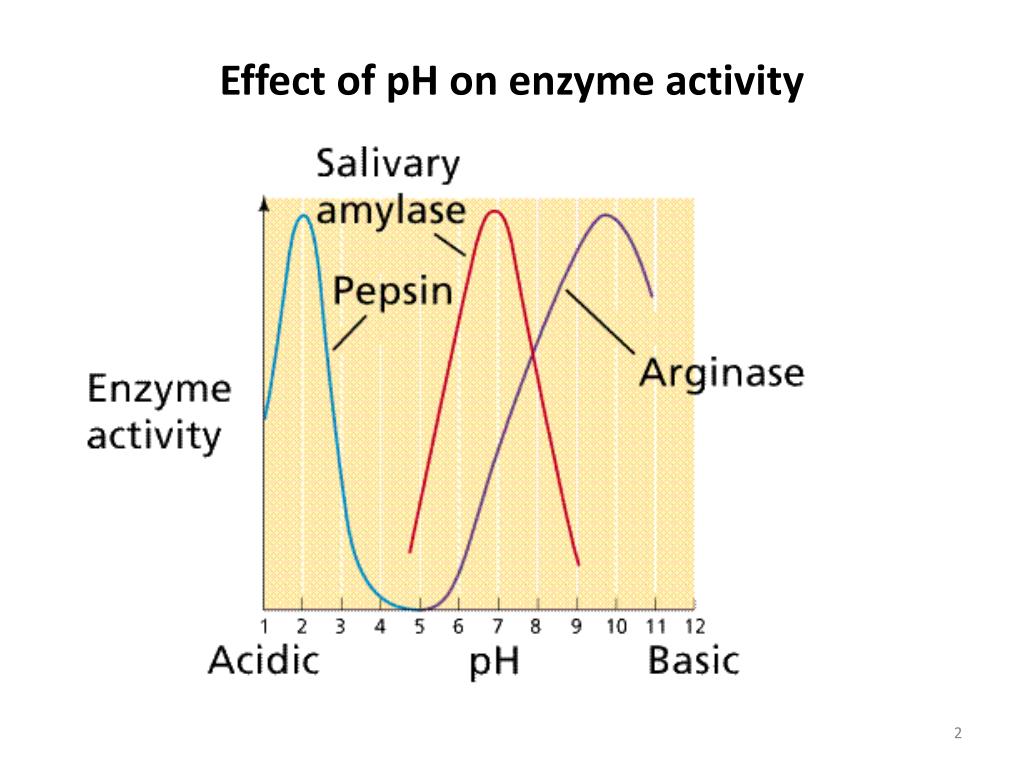 Enzymes Effect Of Ph Biochemistry Notes For Class Complete | My XXX Hot ... Enzymes Effect Of Ph Biochemistry Notes For Class Complete | My XXX Hot ...