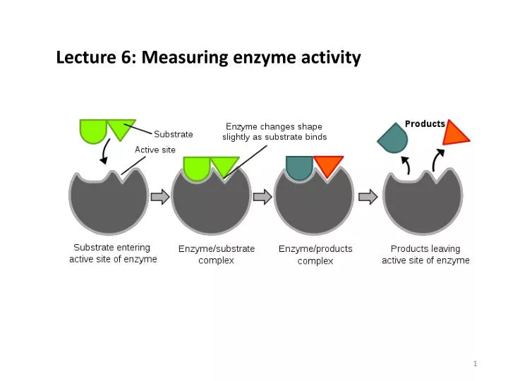 PPT - Lecture 6: Measuring enzyme activity PowerPoint Presentation ...