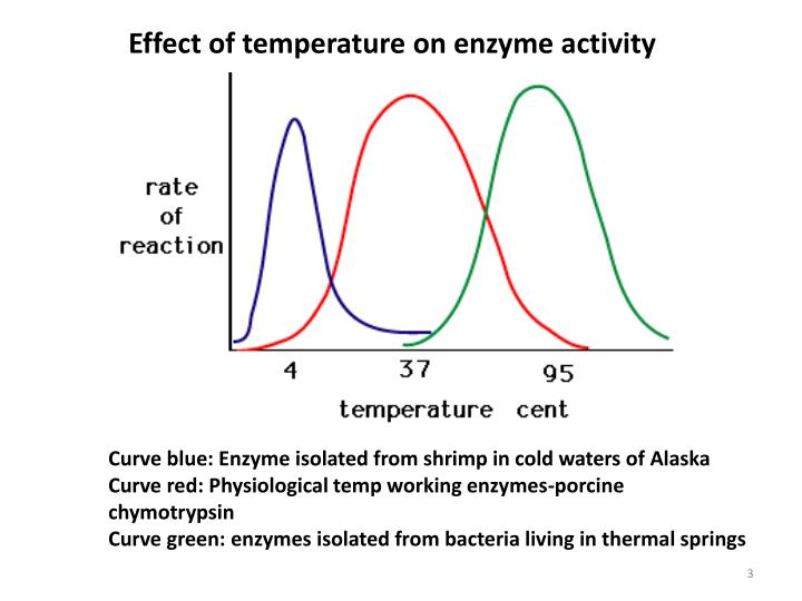 PPT - Lecture 6: Measuring enzyme activity PowerPoint Presentation - ID ...