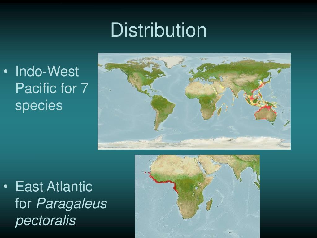 PPT - Family Hemigaleidae The Weasel Sharks PowerPoint Presentation ...