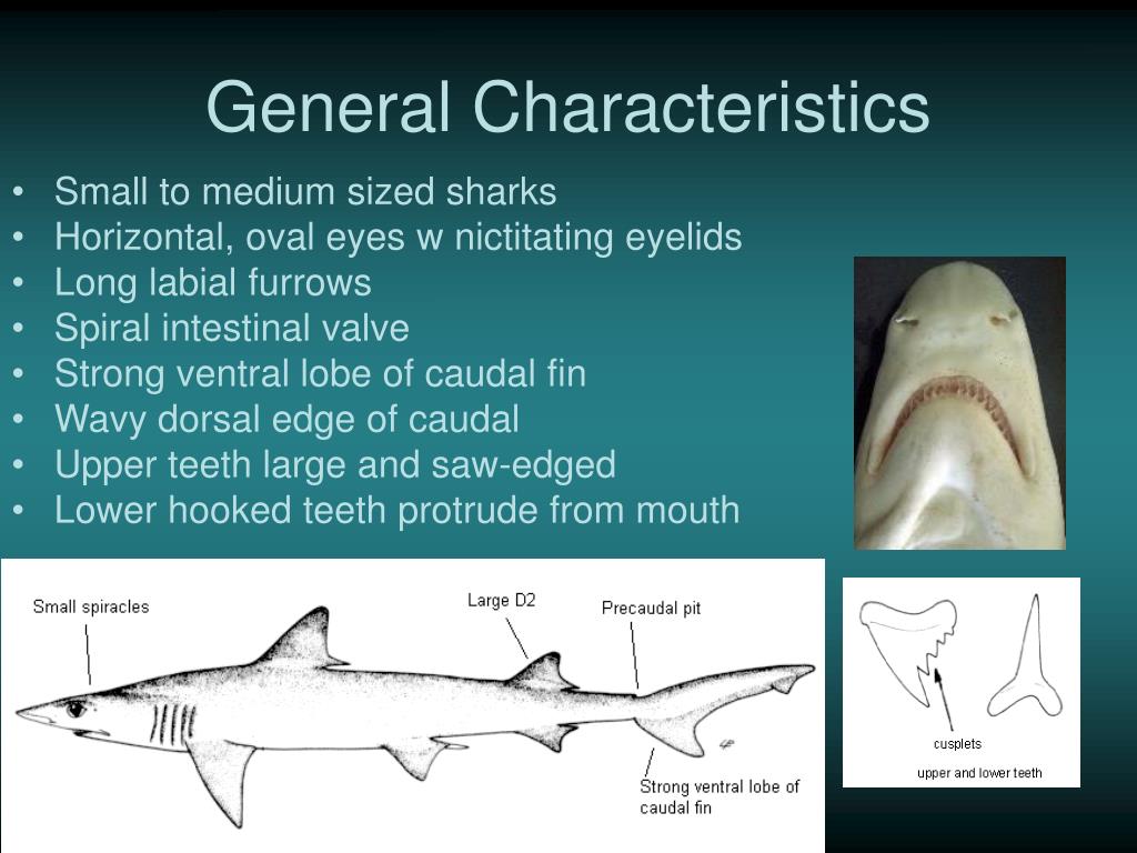 PPT - Family Hemigaleidae The Weasel Sharks PowerPoint Presentation ...