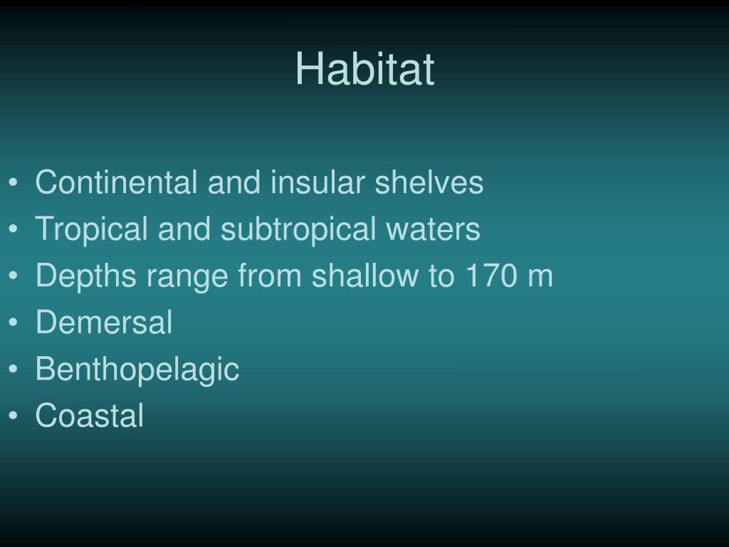 PPT - Family Hemigaleidae The Weasel Sharks PowerPoint Presentation ...