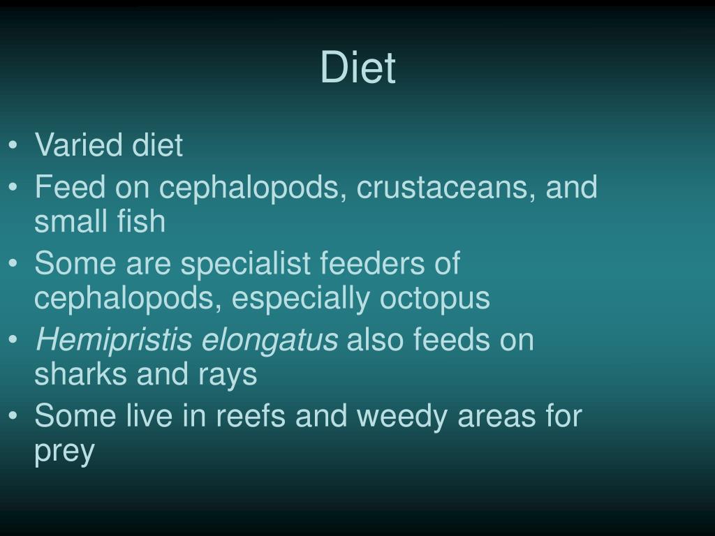 PPT - Family Hemigaleidae The Weasel Sharks PowerPoint Presentation ...