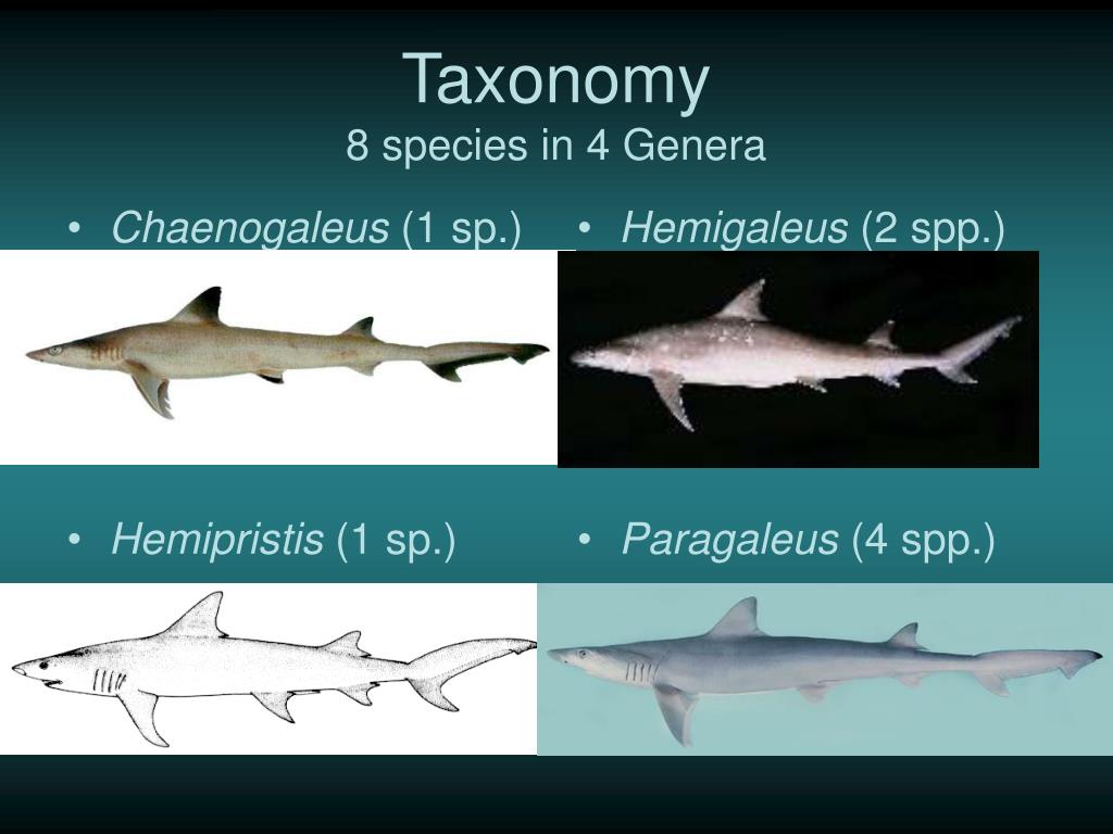 PPT - Family Hemigaleidae The Weasel Sharks PowerPoint Presentation ...