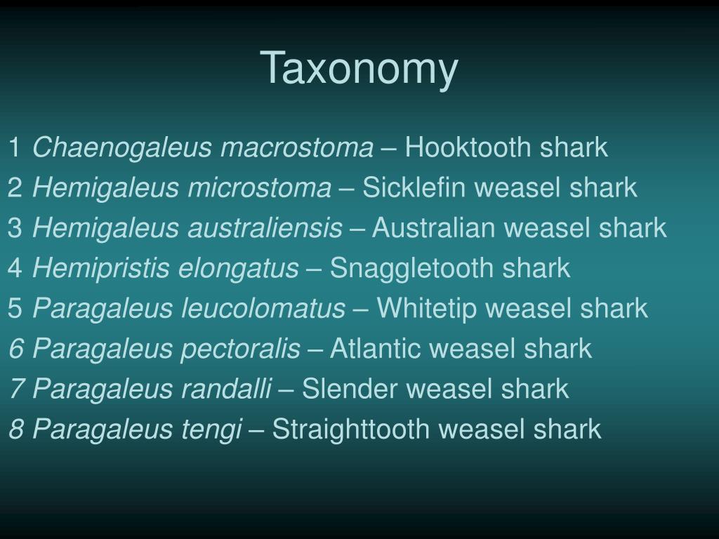 PPT - Family Hemigaleidae The Weasel Sharks PowerPoint Presentation ...