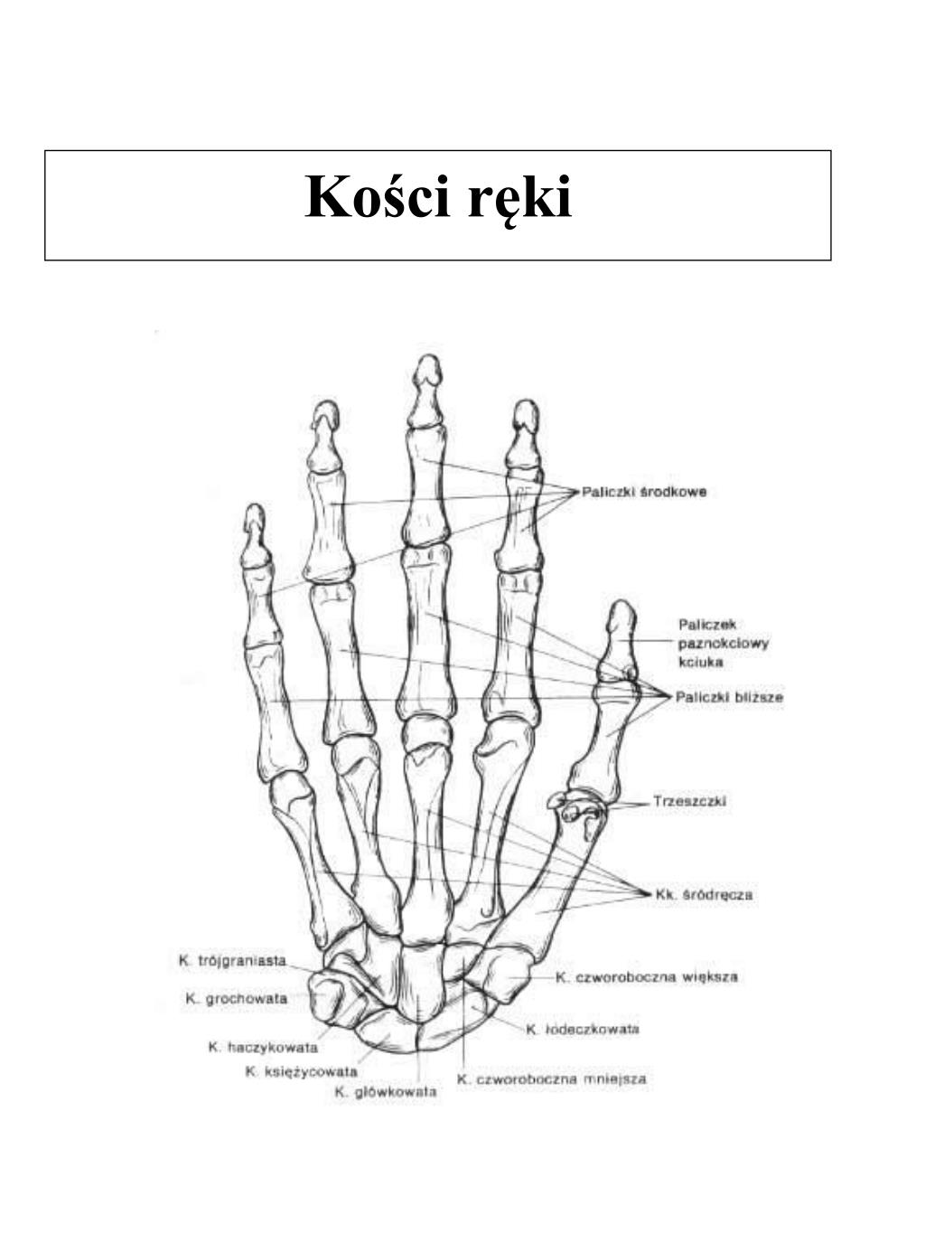 PPT - Szkielet kości kończyny górnej PowerPoint Presentation, free ...