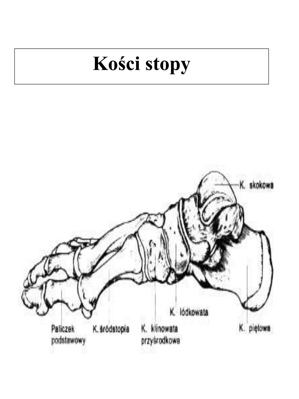 PPT - Szkielet kości kończyny górnej PowerPoint Presentation, free ...