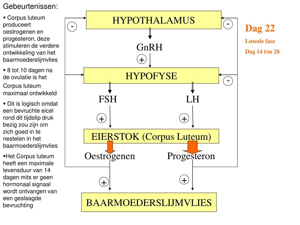 Ppt Hormonale Regeling Powerpoint Presentation Free Download Id