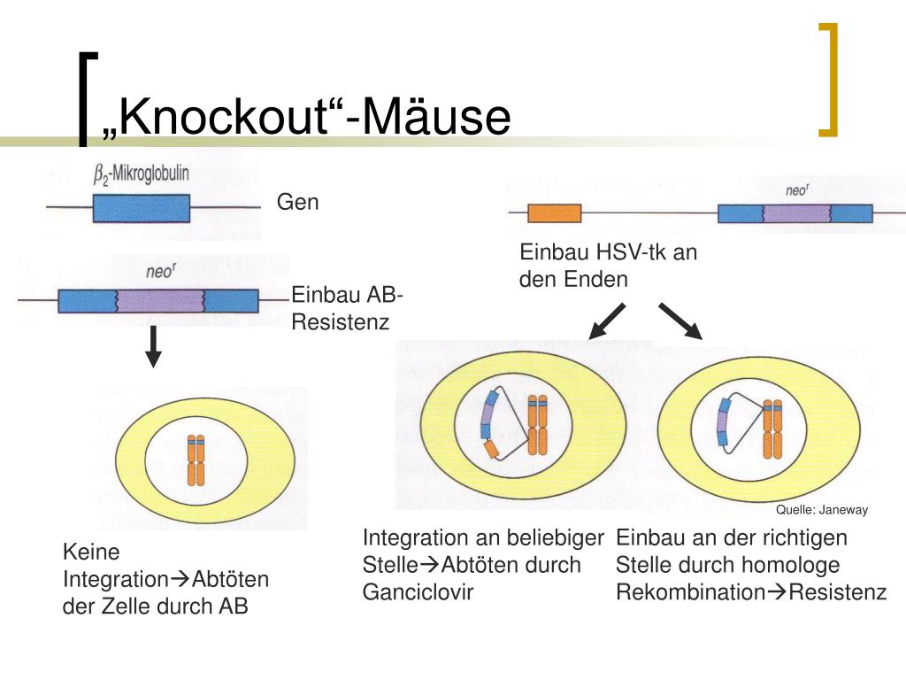 PPT - Transgene, Keimbahn- und konditionelle KO-Mäuse PowerPoint ...