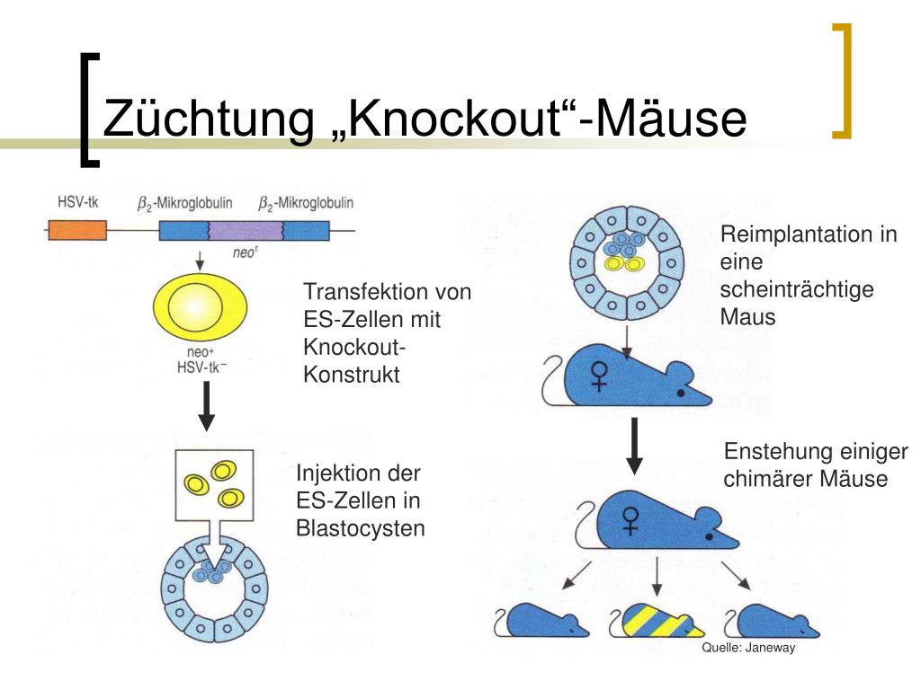 PPT - Transgene, Keimbahn- und konditionelle KO-Mäuse PowerPoint ...