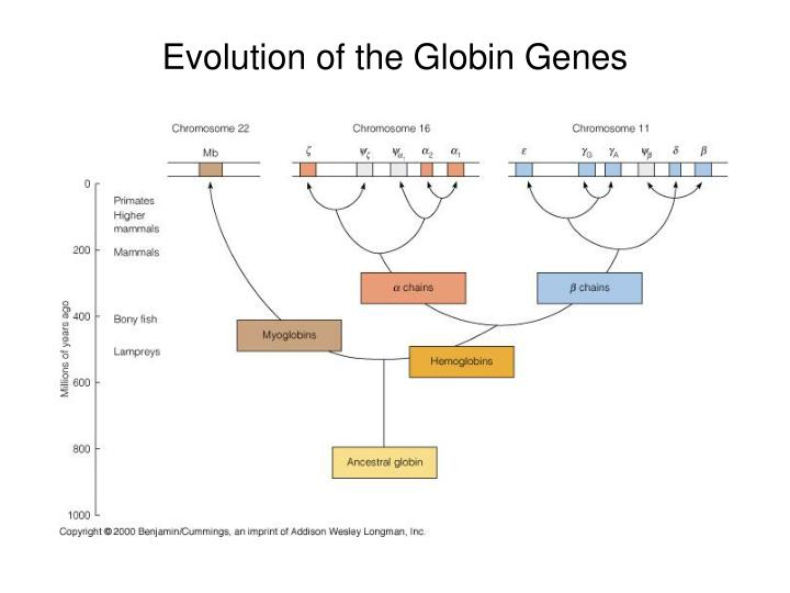 PPT - Protein Function and Evolution PowerPoint Presentation - ID:3207341