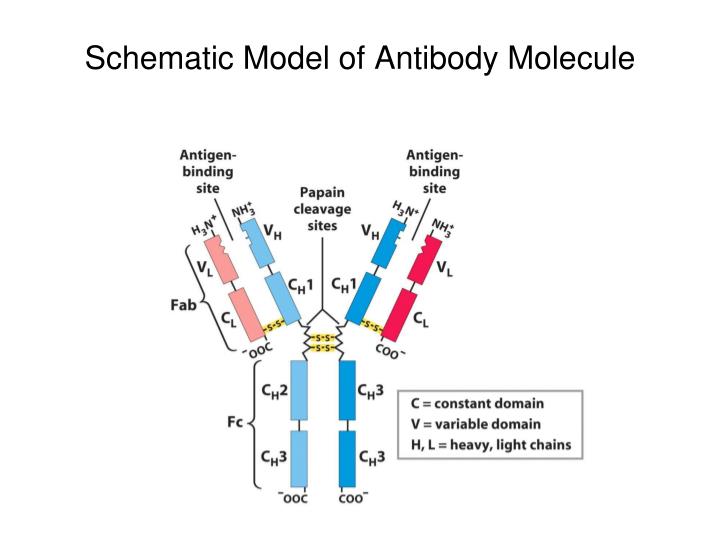 PPT - Protein Function and Evolution PowerPoint Presentation - ID:3207341