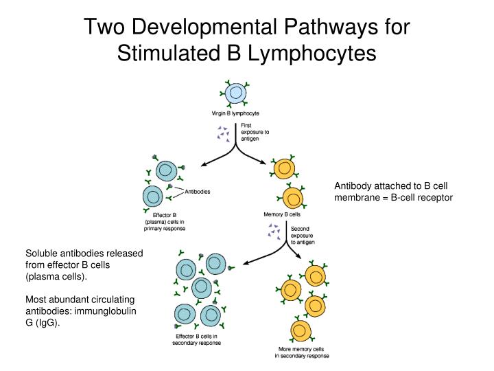 PPT - Protein Function and Evolution PowerPoint Presentation - ID:3207341