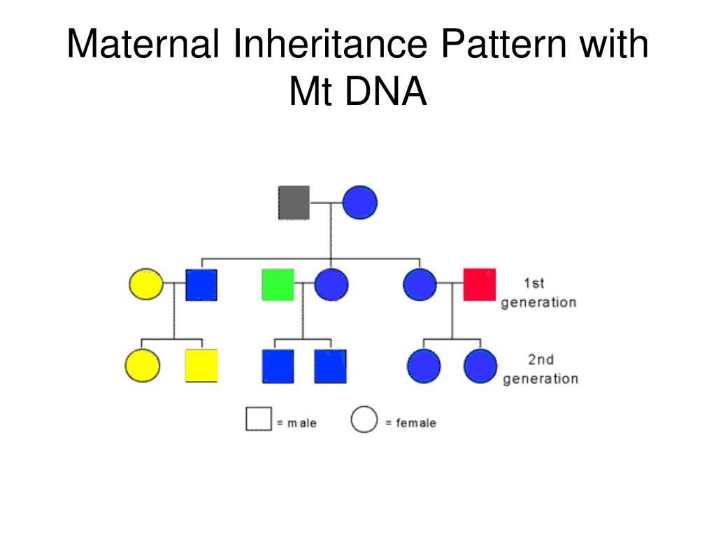 PPT - Nuclear DNA and Mitochondrial DNA PowerPoint Presentation, free ...