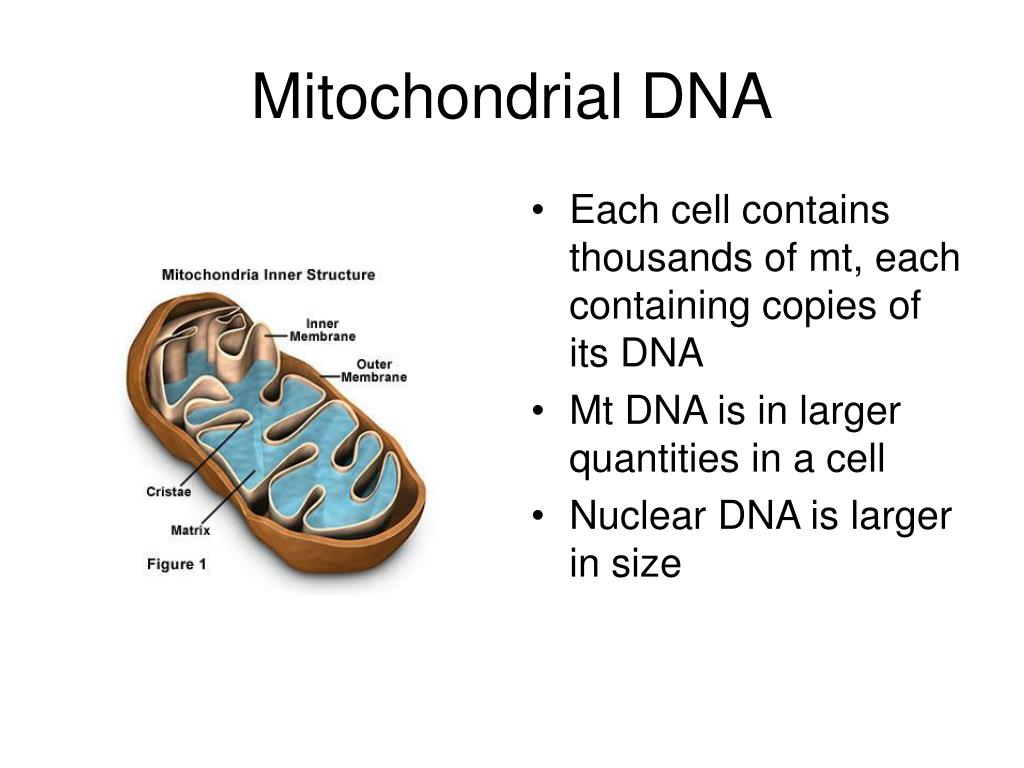 PPT - Nuclear DNA and Mitochondrial DNA PowerPoint Presentation, free ...