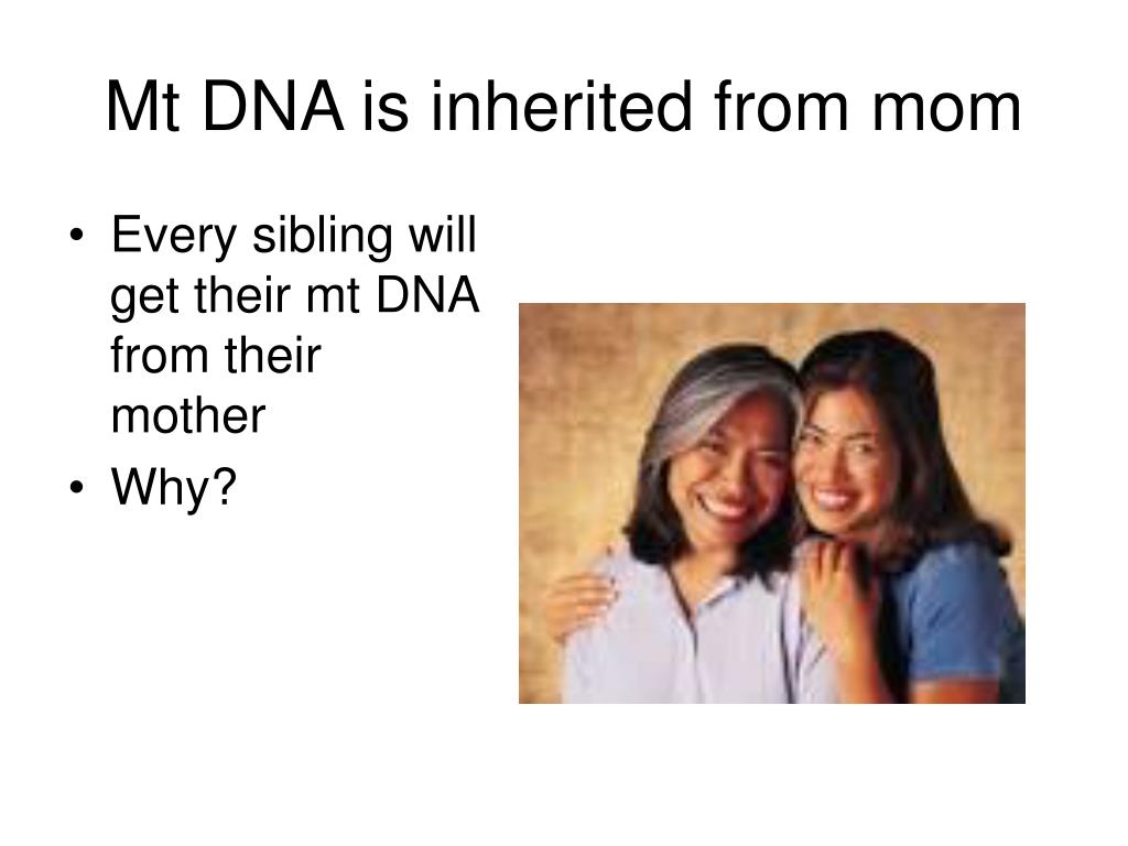 PPT - Nuclear DNA and Mitochondrial DNA PowerPoint Presentation, free ...
