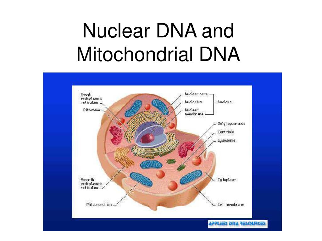 PPT - Nuclear DNA and Mitochondrial DNA PowerPoint Presentation, free ...