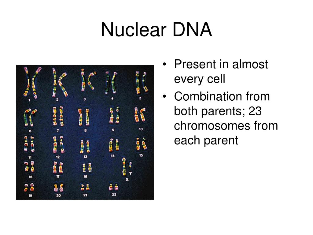 PPT - Nuclear DNA and Mitochondrial DNA PowerPoint Presentation, free ...