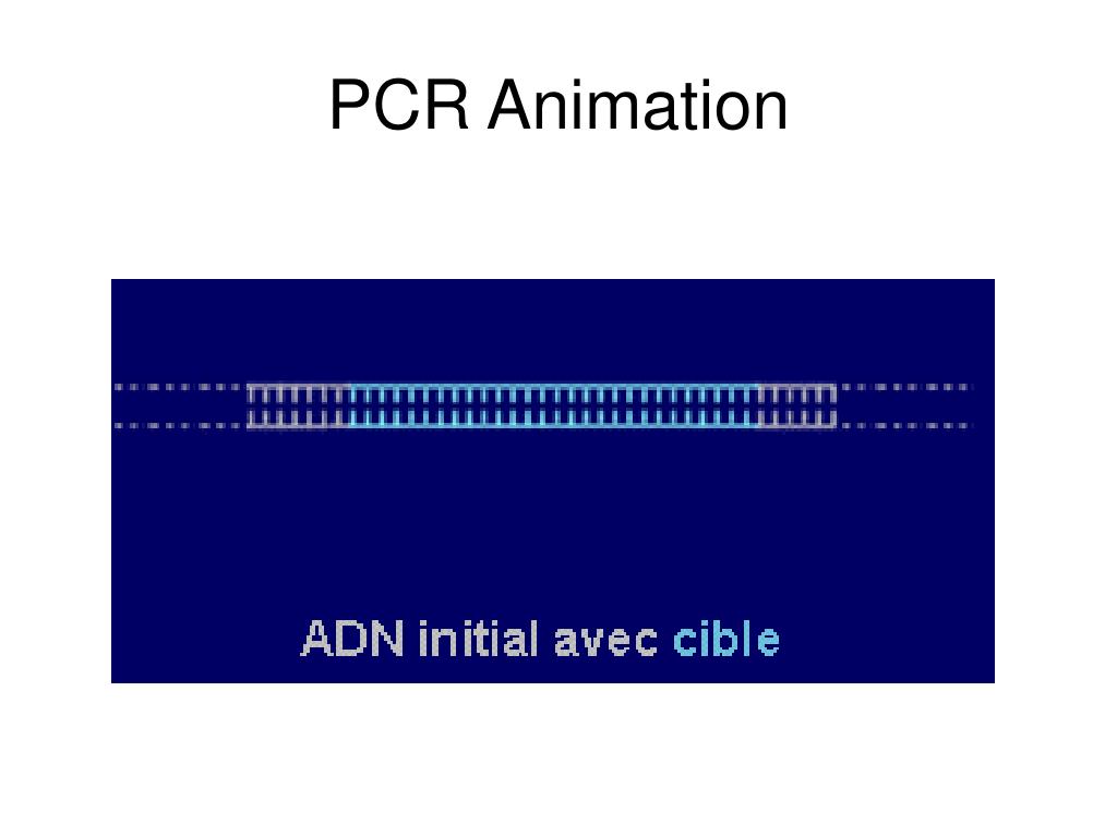 PPT - Nuclear DNA and Mitochondrial DNA PowerPoint Presentation, free ...