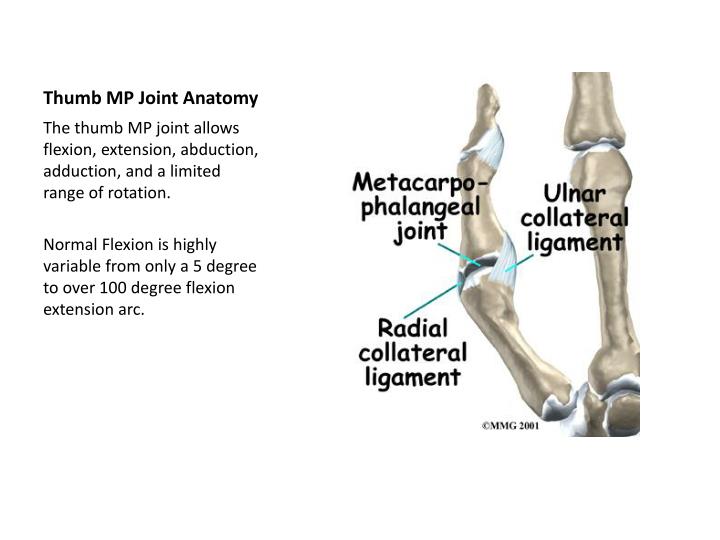 PPT - Innovative Splinting options for the Thumb MP joint PowerPoint ...