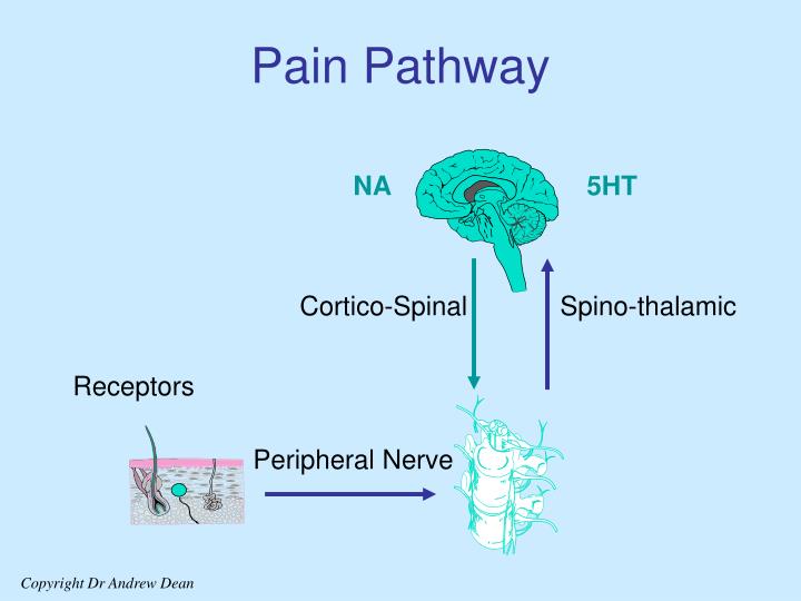 PPT - Pain Classification and Opioid Physiology PowerPoint Presentation ...