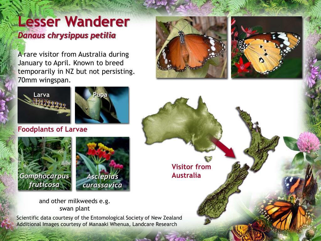 PPT - Lepidoptera Butterflies and Moths of New Zealand PowerPoint ...