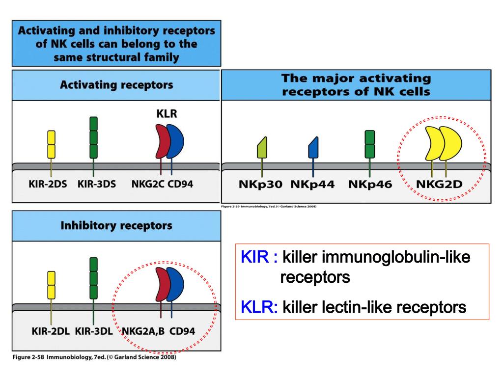 PPT - Cross-talk among M , NK and cancer cells: PowerPoint Presentation ...