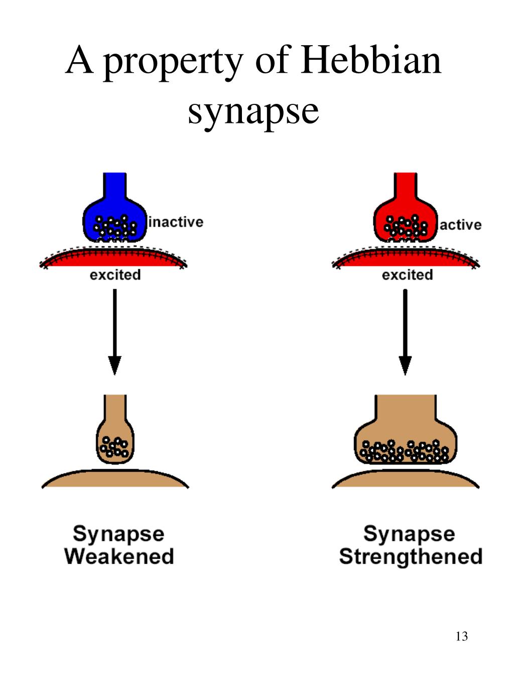 PPT - Activity-Dependent Development Plasticity PowerPoint Presentation ... PPT - Activity-Dependent Development Plasticity PowerPoint Presentation ...