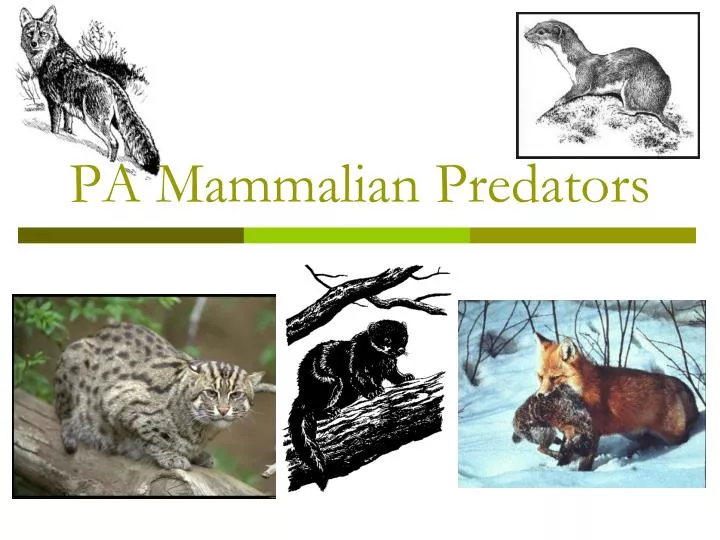 PPT - PA Mammalian Predators PowerPoint Presentation, free download ...