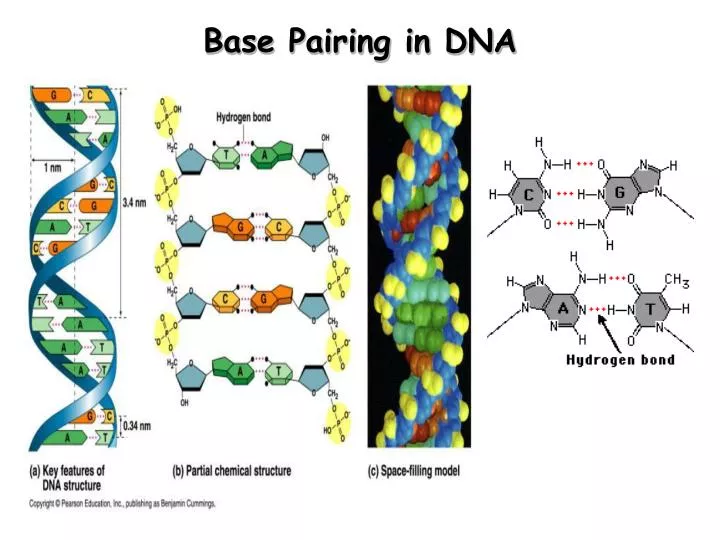 PPT - Base Pairing in DNA PowerPoint Presentation, free download - ID ...