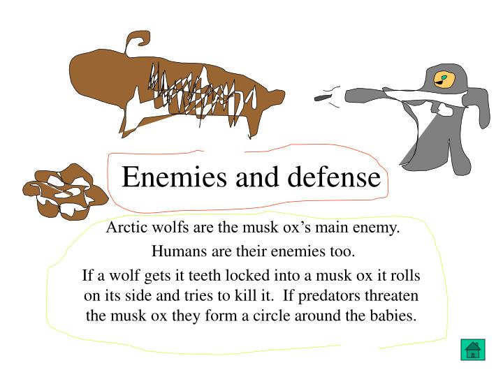PPT - Musk Ox Facts PowerPoint Presentation - ID:3209580