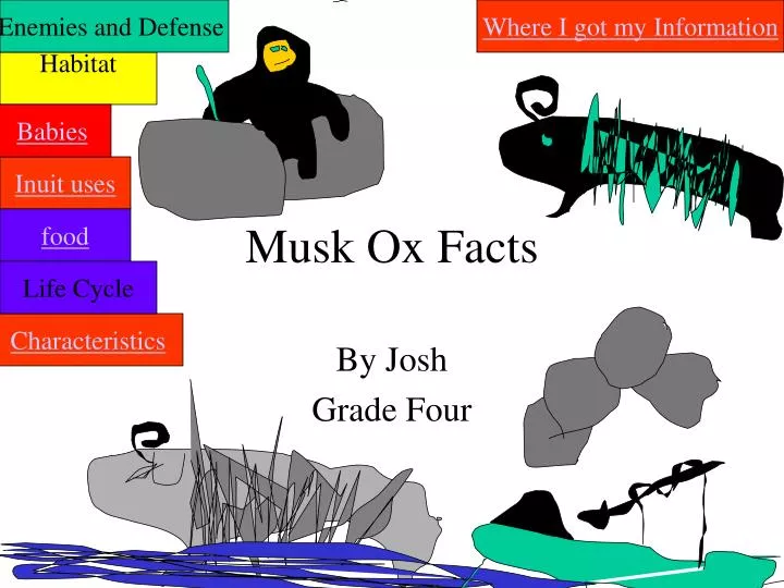 PPT - Musk Ox Facts PowerPoint Presentation, free download - ID:3209580